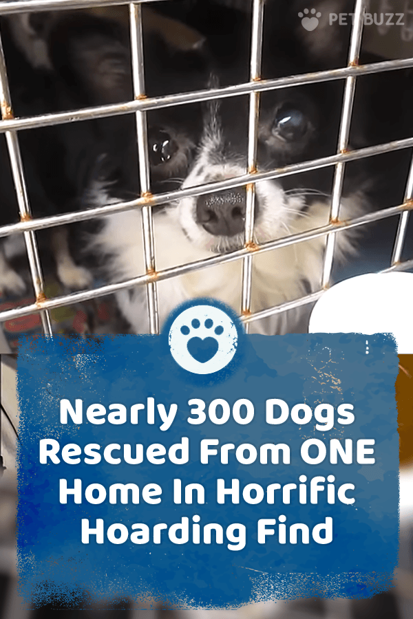 Nearly 300 Dogs Rescued From ONE Home In Horrific Hoarding Find | Pet Buzz