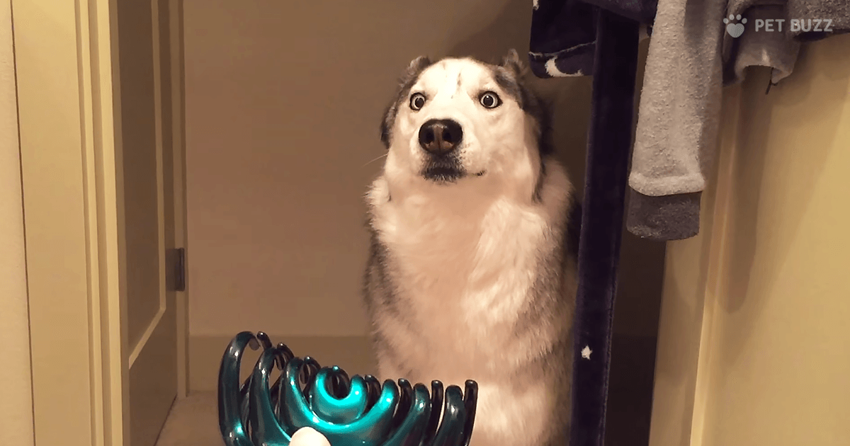 Husky Is Terrified Of Hair Clip In Hilarious Viral Video – Pet Buzz