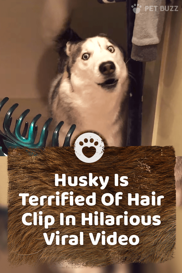Husky Is Terrified Of Hair Clip In Hilarious Viral Video – Pet Buzz
