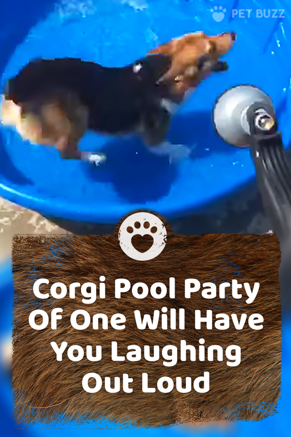 Corgi Pool Party Of One Will Have You Laughing Out Loud – Pet Buzz