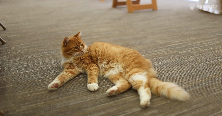 Local House Cat Visits Funeral Home to Help Those In Mourning – Pet Buzz