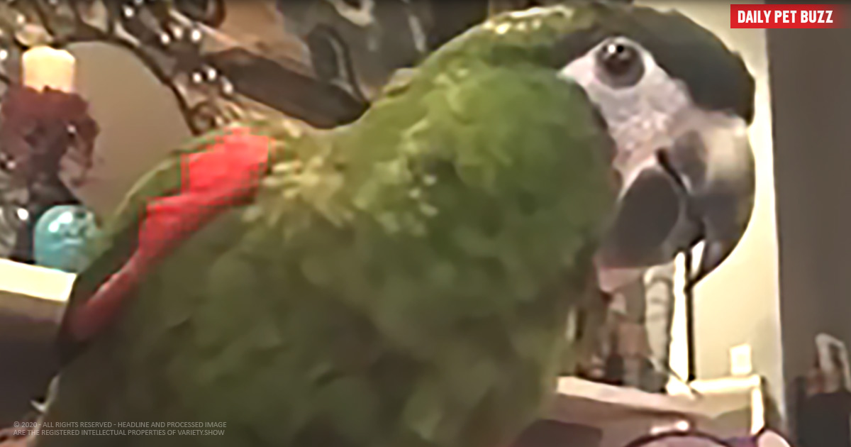 Hilarious Pet Parrot Begs Owner To Play Peek-A-Boo - Pet Buzz