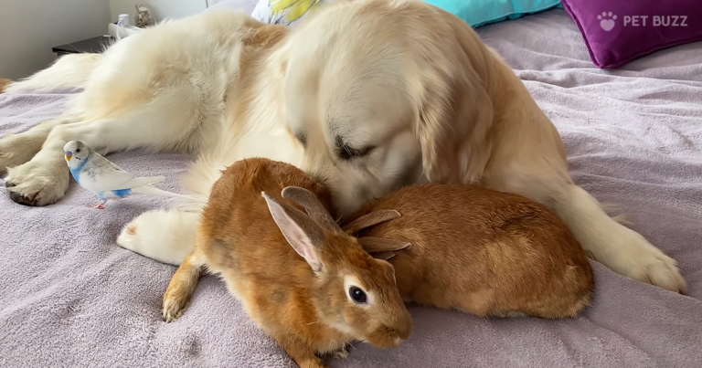 Adorable Baby Bunnies Have Lunch With Friendly Golden Retriever – Pet Buzz
