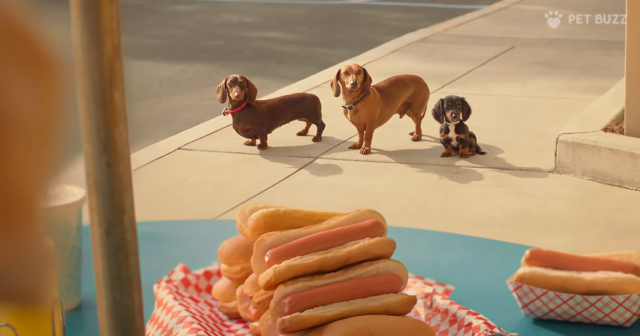 Wiener-Dogs & Golden Retrievers Team Up For The Funniest Commercial Yet ...