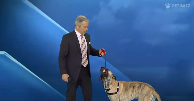 Weatherman And Rescue Dog Are So Laughable On Air That The Pup Is ...