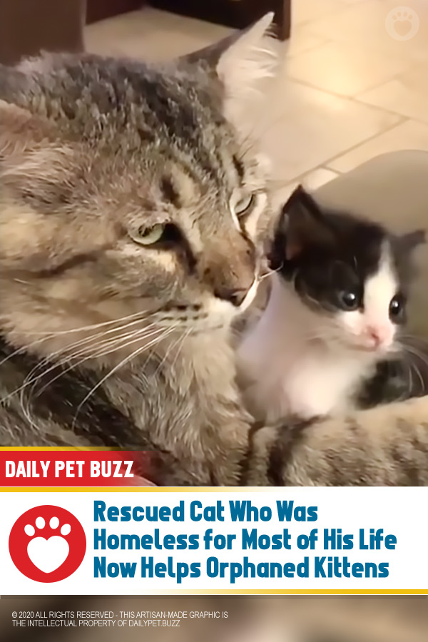 Rescued Cat Who Was Homeless for Most of His Life Now Helps Orphaned ...