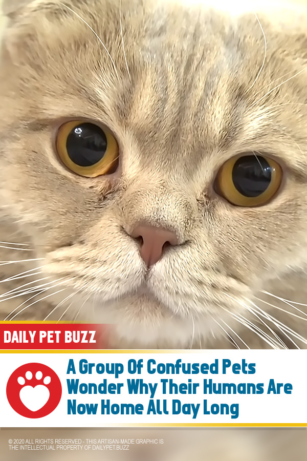 A Group Of Confused Pets Wonder Why Their Humans Are Now Home All Day ...