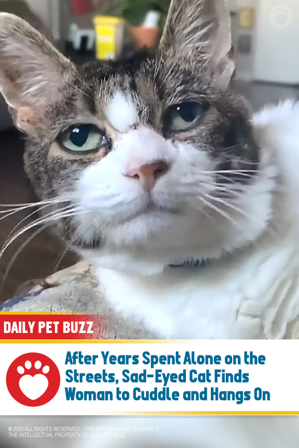 After Years Spent Alone on the Streets, Sad-Eyed Cat Finds Woman to ...