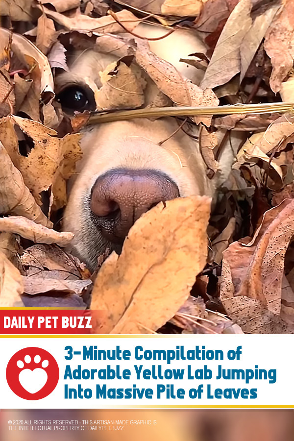 3-Minute Compilation of Adorable Yellow Lab Jumping Into Massive Pile ...