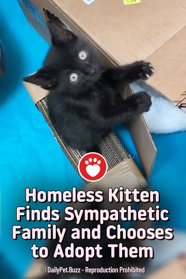 Homeless Kitten Finds Sympathetic Family and Chooses to Adopt Them ...
