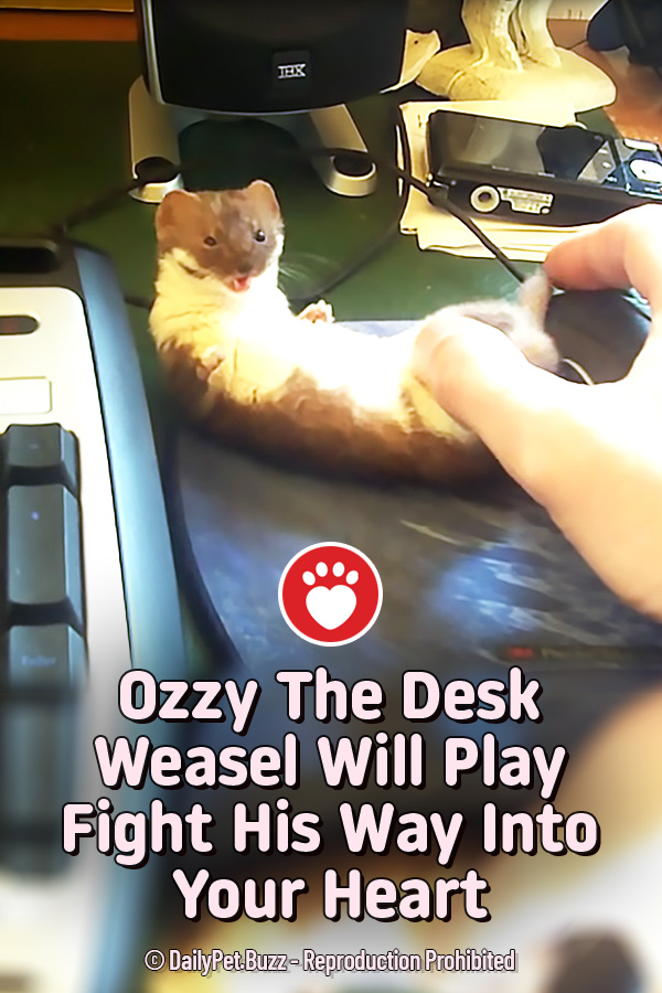 Ozzy The Desk Weasel Will Play Fight His Way Into Your Heart – Pet Buzz