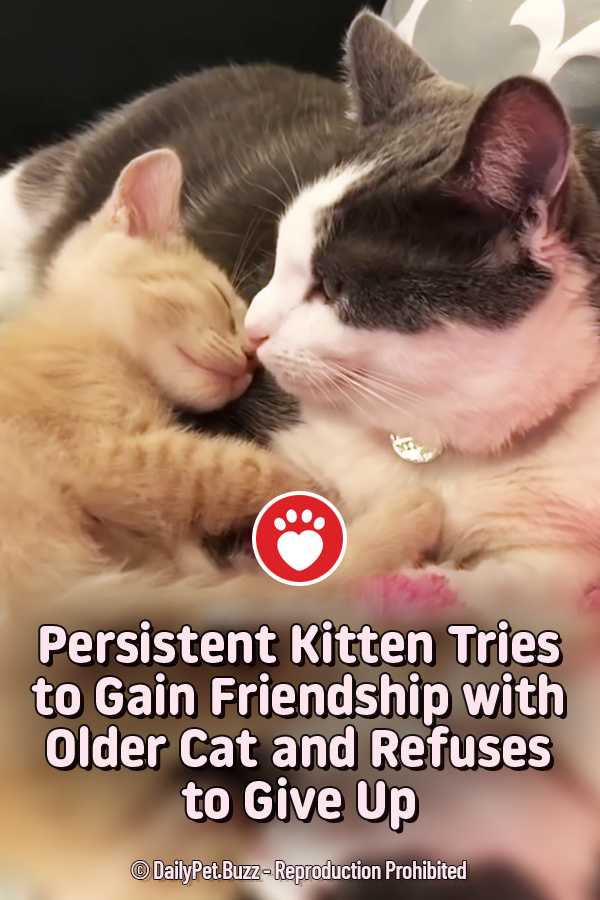 Persistent Kitten Tries to Gain Friendship with Older Cat and Refuses ...