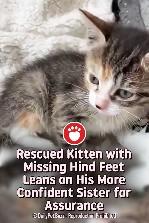 Rescued Kitten with Missing Hind Feet Leans on His More Confident ...