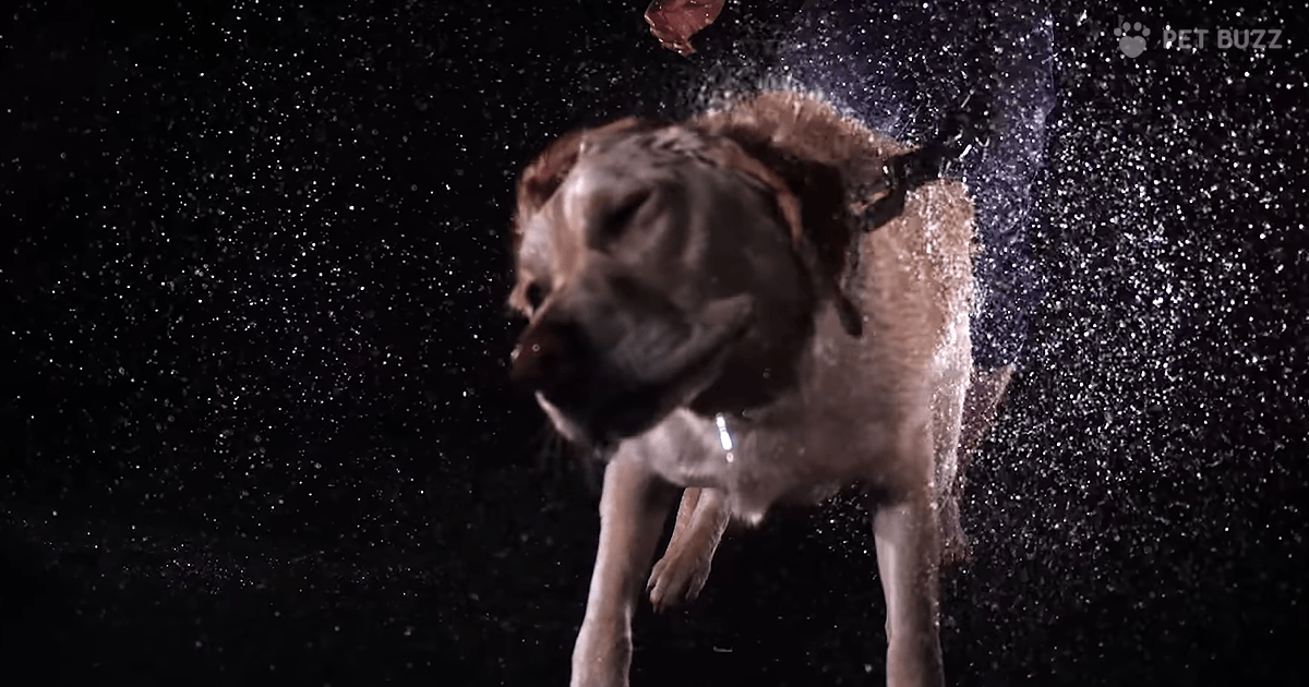 Get Lost In The Joy Watching Wet Animals Shaking Off Water In Slow-Mo ...