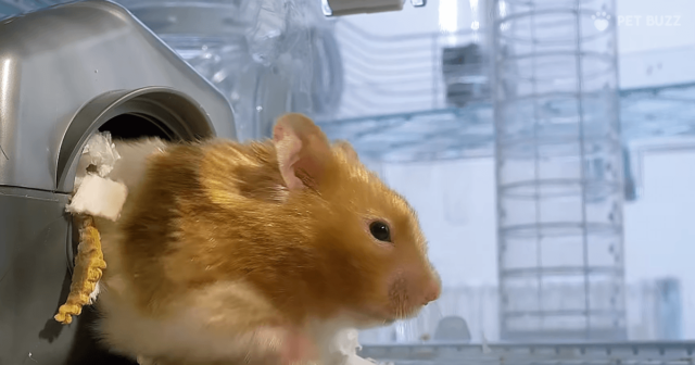 This Hamster Can Fit Up To 20% Of His Own Body Mass Into His Cheek ...
