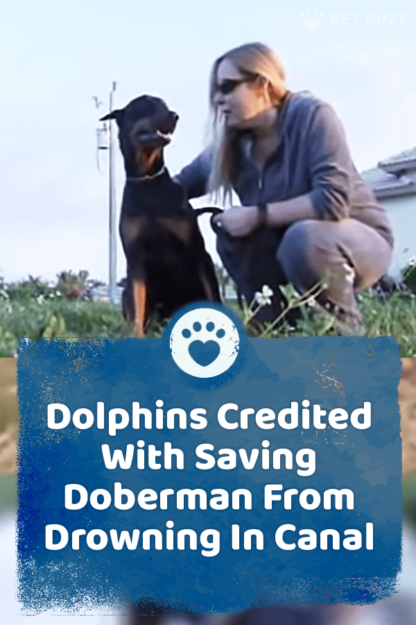 Dolphins Credited With Saving Doberman From Drowning In Canal | Pet Buzz