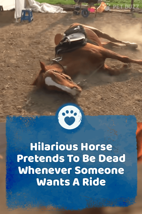Hilarious Horse Pretends To Be Dead Whenever Someone Wants A Ride – Pet ...