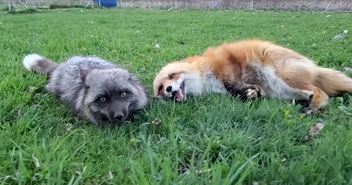 2 Adorable Pet Foxes Have Entertaining Conversation - Pet Buzz
