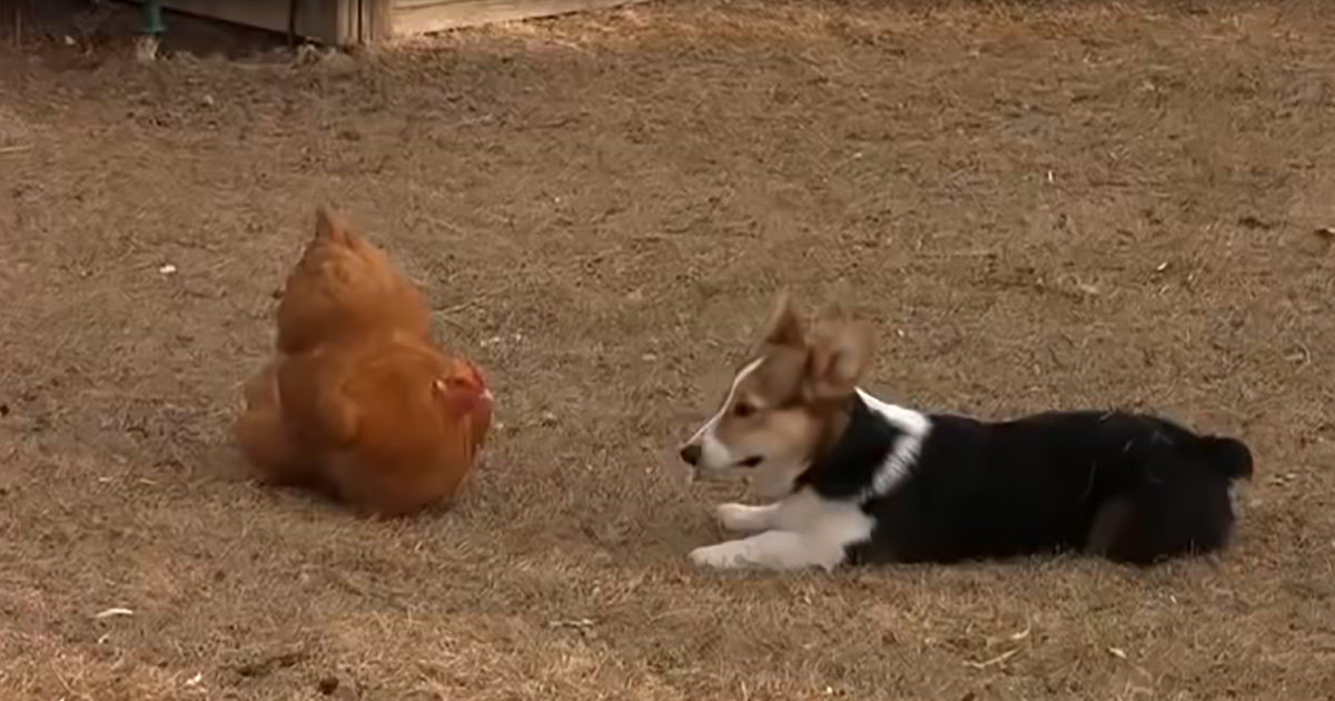 Hilarious Footage of Adorable Corgi Pup Play Fighting With Fiesty ...