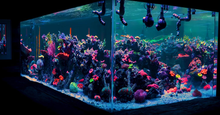 Virtual Tour Of 2000-Gallon Reef Tank Will Amaze & Astound You – Pet Buzz