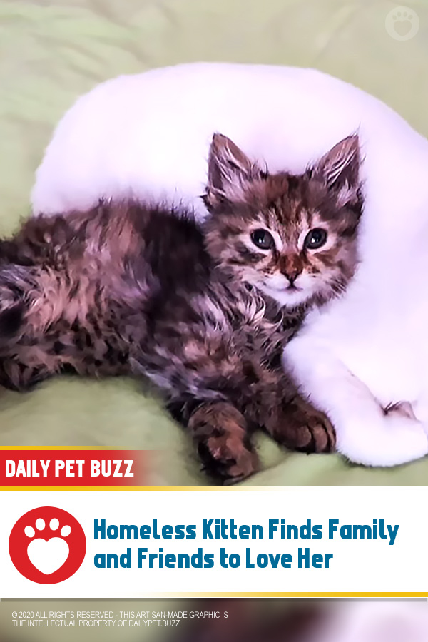 Homeless Kitten Finds Family and Friends to Love Her | Pet Buzz