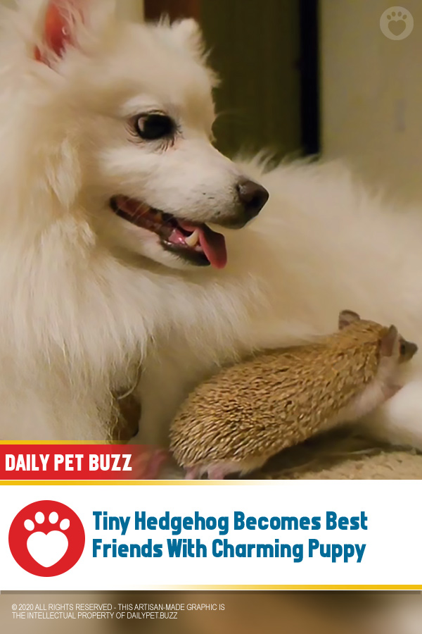 Tiny Hedgehog Becomes Best Friends With Charming Puppy | Pet Buzz