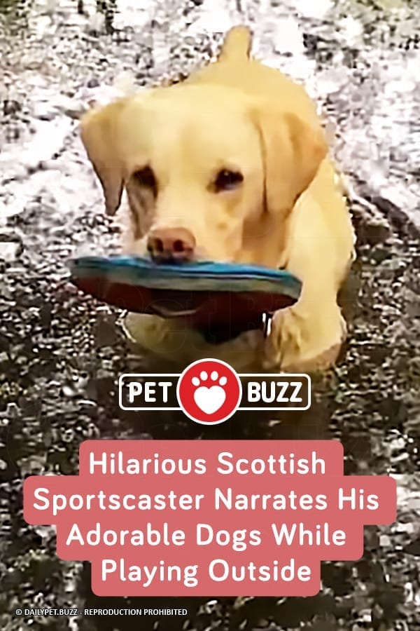 Hilarious Scottish Sportscaster Narrates His Adorable Dogs While ...