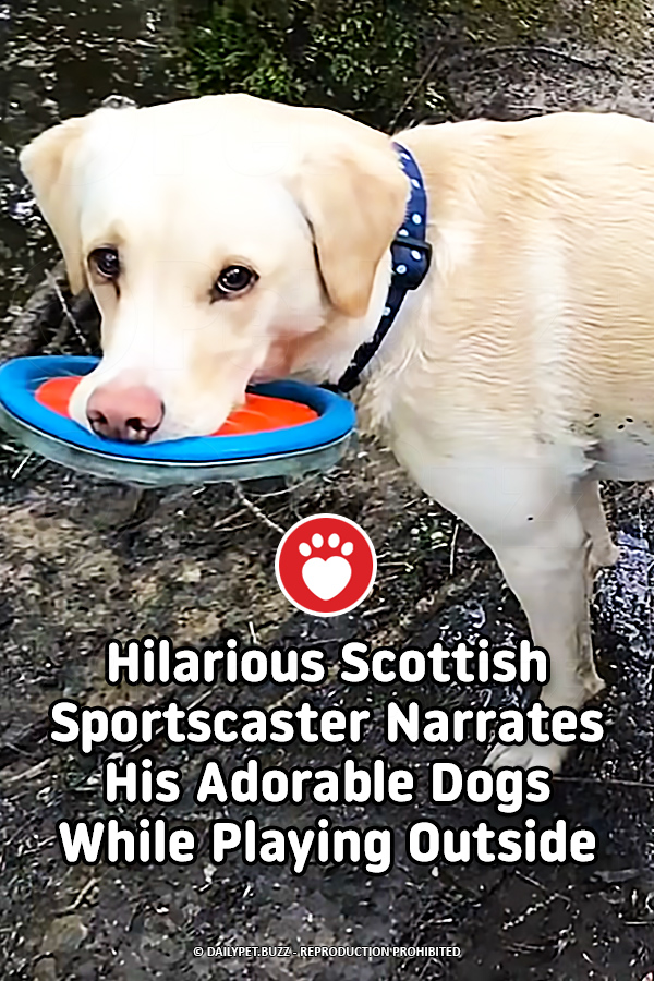 Hilarious Scottish Sportscaster Narrates His Adorable Dogs While ...