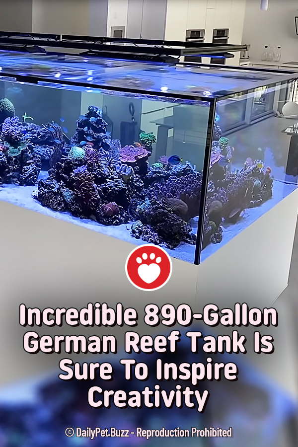 Incredible 890-Gallon German Reef Tank Is Sure To Inspire Creativity ...