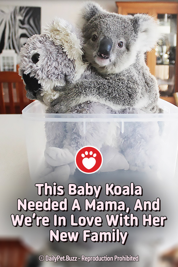 This Baby Koala Needed A Mama, And We’re In Love With Her New Family ...
