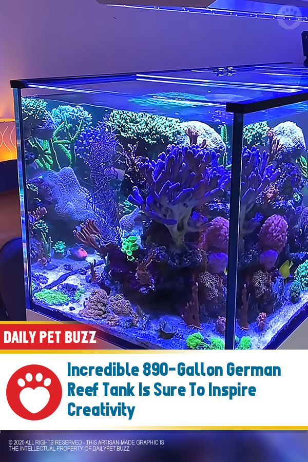 Incredible 890-Gallon German Reef Tank Is Sure To Inspire Creativity ...