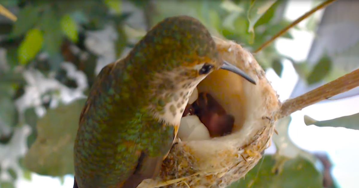 Live Camera Shows Precious Hummingbirds Hatching | Pet Buzz