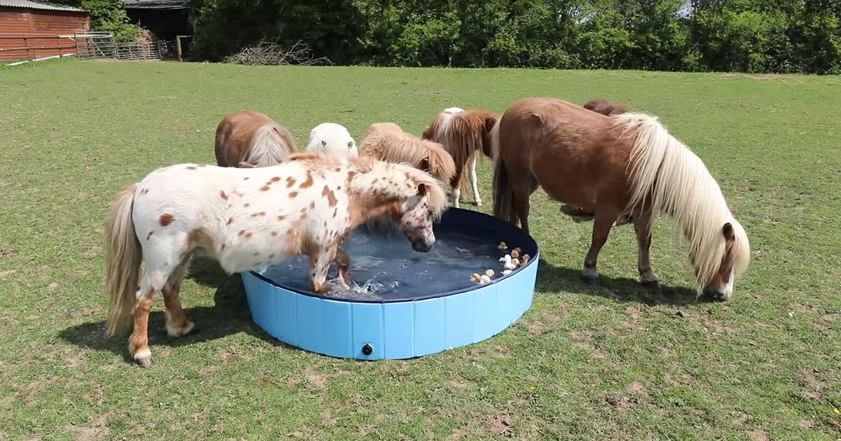 Loving Owner Set Up Paddling Pool for Precious Ponies - Pet Buzz