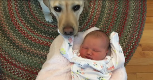 Parents Bring Home New Baby to Meet Their Sweet Yellow Lab – Pet Buzz