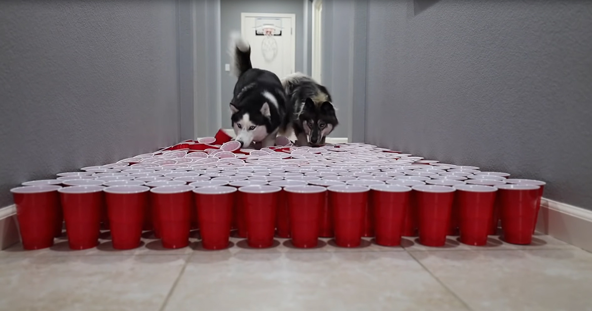 Quirky Clumsy Huskies Cross Cup Obstacle & You’ll Be Captivated – Pet Buzz