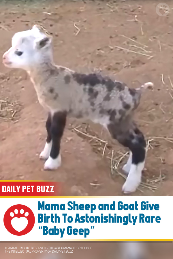 Mama Sheep and Goat Give Birth To Astonishingly Rare “Baby Geep” – Pet Buzz