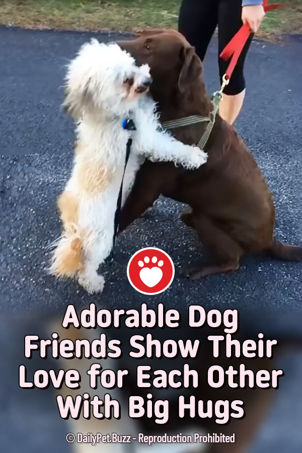 Adorable Dog Friends Show Their Love for Each Other With Big Hugs – Pet ...