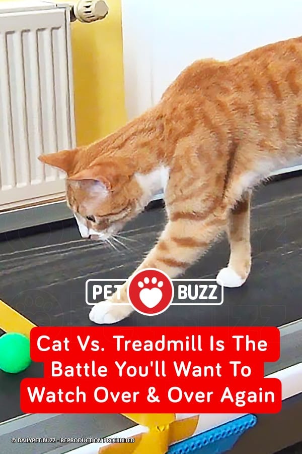 Cat Vs. Treadmill Is The Battle You’ll Want To Watch Over & Over Again – Pet Buzz