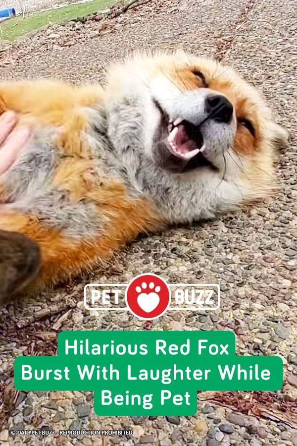 Hilarious Red Fox Burst With Laughter While Being Pet – Pet Buzz