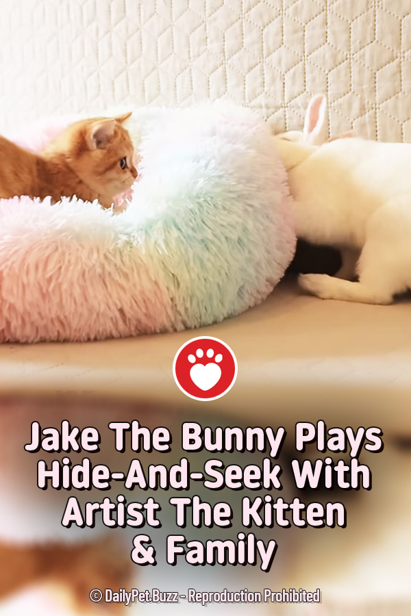 Jake The Bunny Plays Hide-And-Seek With Artist The Kitten & Family ...