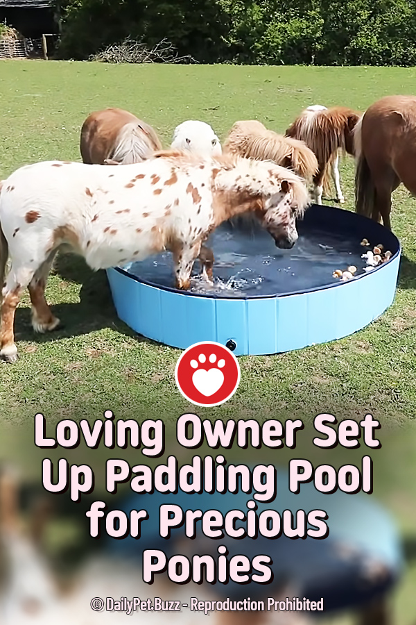 Loving Owner Set Up Paddling Pool for Precious Ponies – Pet Buzz