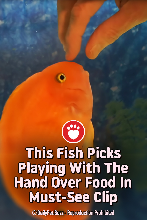 This Fish Picks Playing With The Hand Over Food In Must-See Clip – Pet Buzz