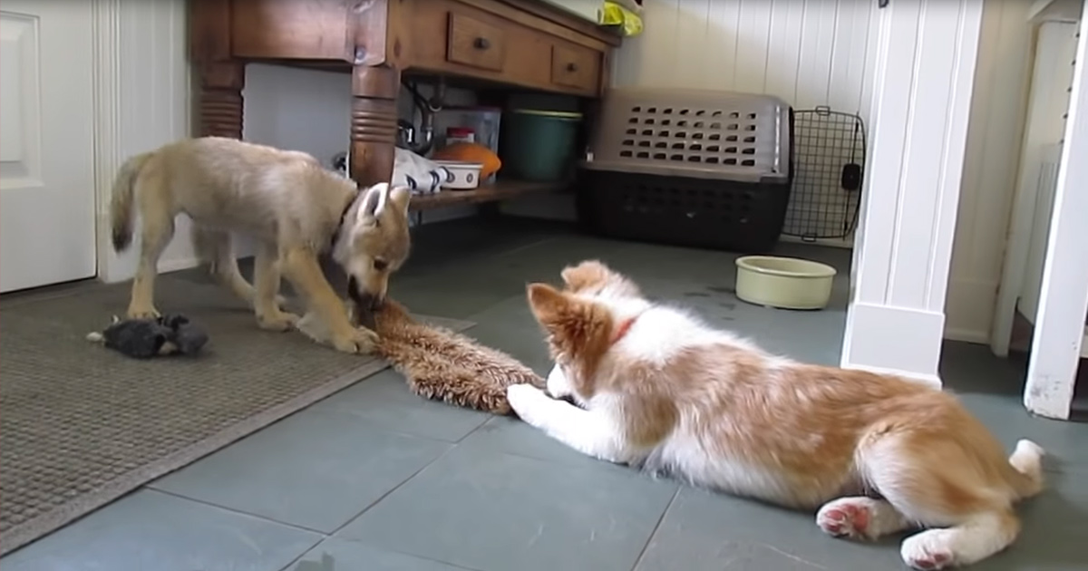 Border Collie Pup Has Adorable Tug-Of-War Play Date With Wolf Puppy ...
