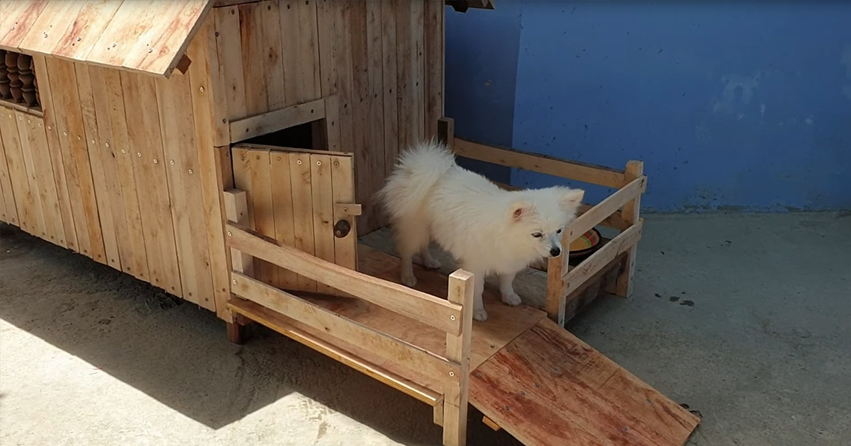 DIY Dog Dream House Is Cozy And Easy To Build - Pet Buzz