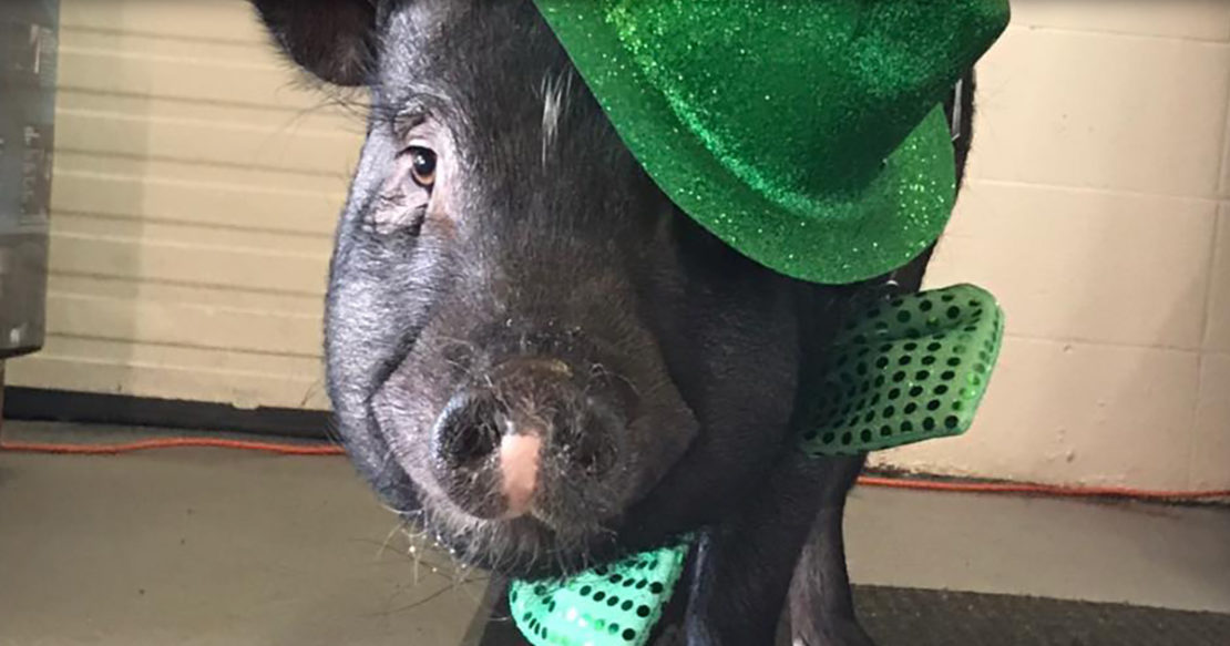 Adorable 3-Year-Old Therapy Pig Breaks Mental Health Stereotypes – Pet Buzz