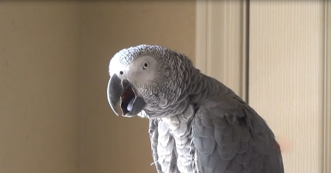 Chatty Grey Parrot Gives You The Lottery Numbers For The Week – Pet Buzz