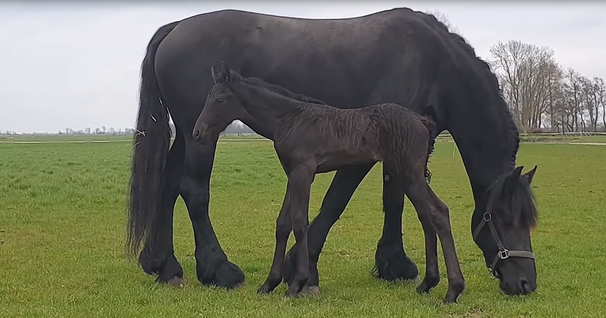 Friesian Filly Feeling Earth & Grass For First Time Is Heartwarming ...