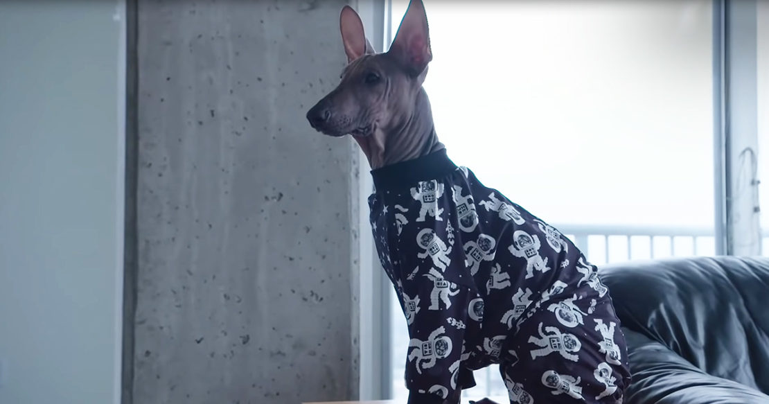 Hairless German Shepherd Puppies Left at Shelter Find Their Forever ...