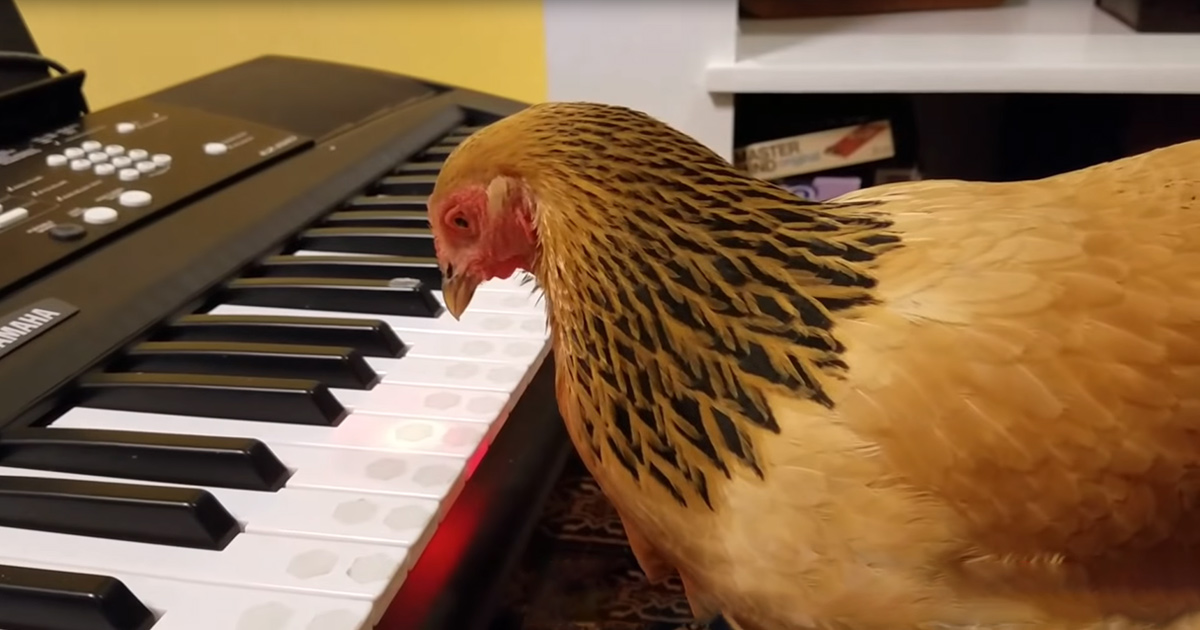 Jokgu the Patriotic Chicken can Play ‘America the Beautiful’ on the ...