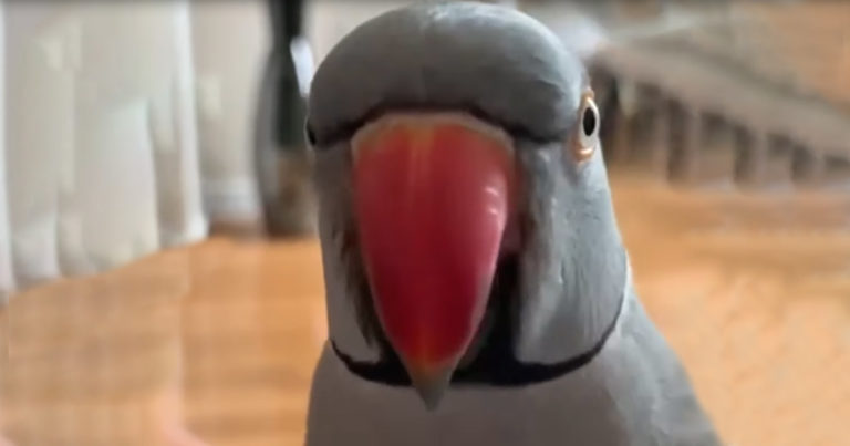 Forgetting "Good Morning" Isn't So Bad When You're A "Good Boy" | Pet Buzz